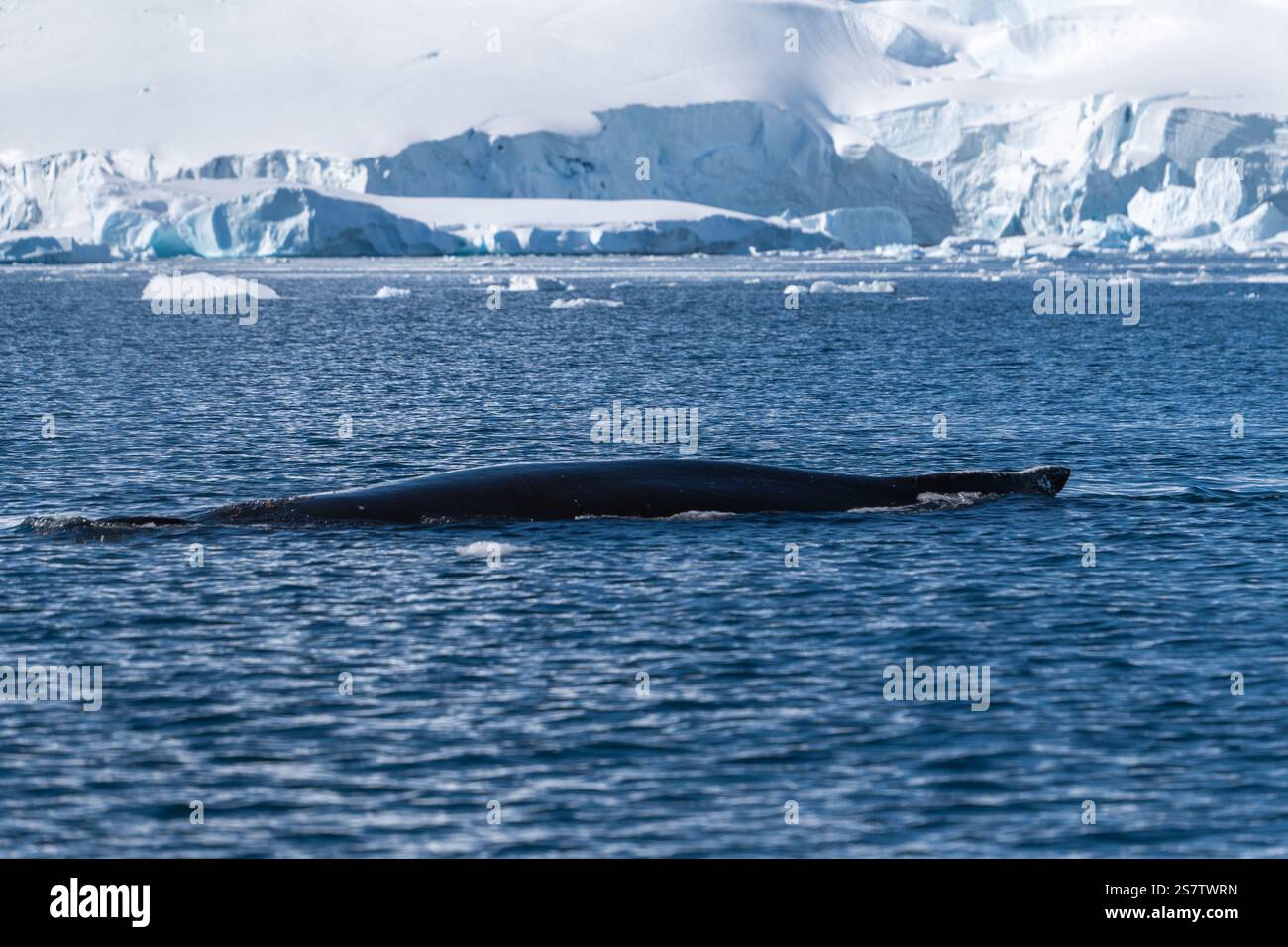 Aerial view of humpback whale on the water. Humpback whale's bac Stock ...