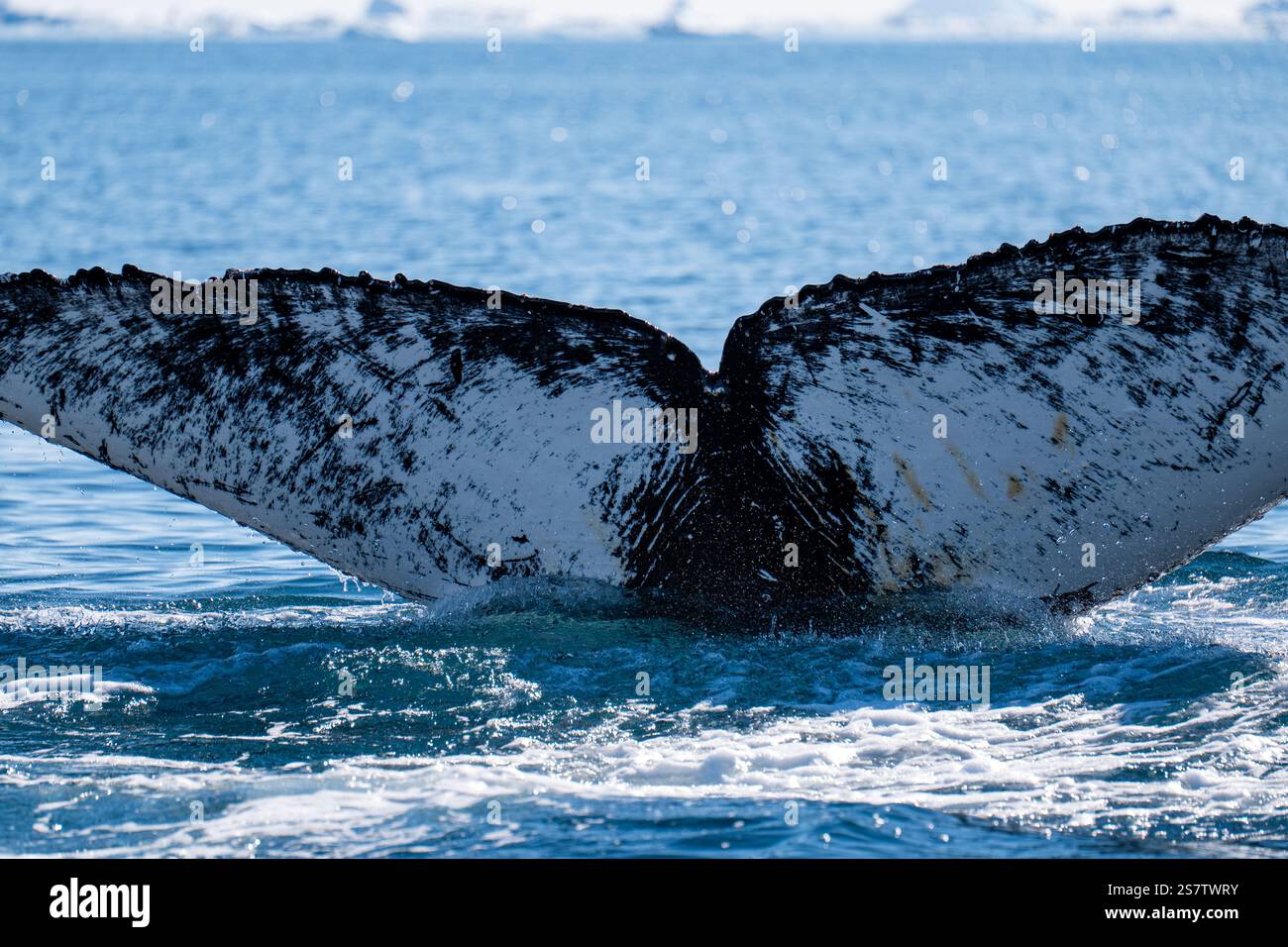 Humpback whale's tail. Whales in Antarctica Stock Photo - Alamy