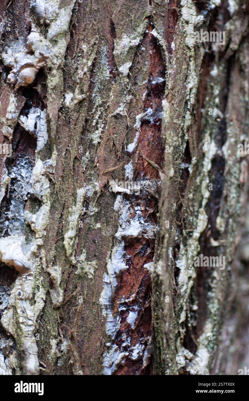 Close-up view of a tree trunk. The image shows the intricate texture of ...