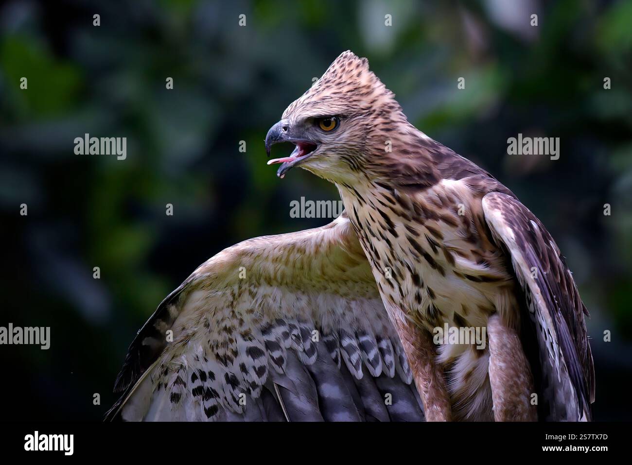 Changeable hawk eagle with a fierce gaze Stock Photo - Alamy