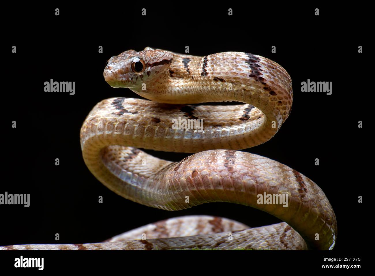 Dog-toothed Cat Snake in attack position Stock Photo - Alamy