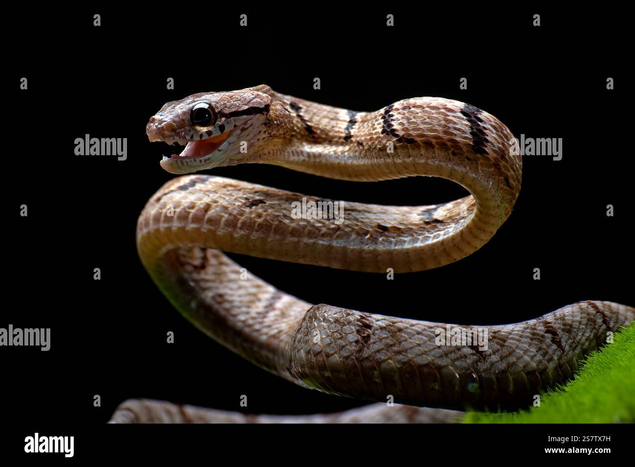 Dog-toothed Cat Snake in attack position Stock Photo - Alamy