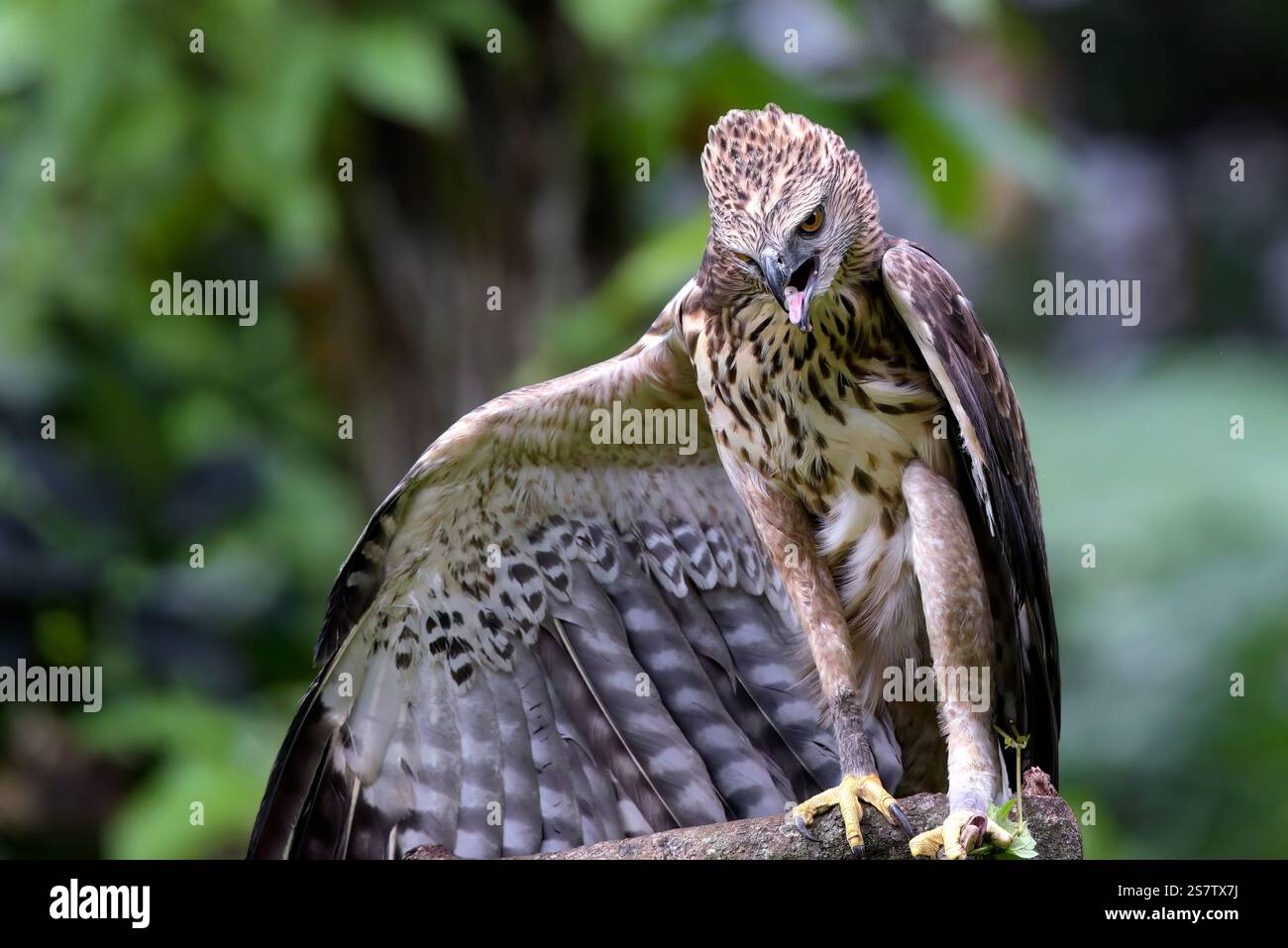 Changeable hawk eagle with a fierce gaze Stock Photo - Alamy