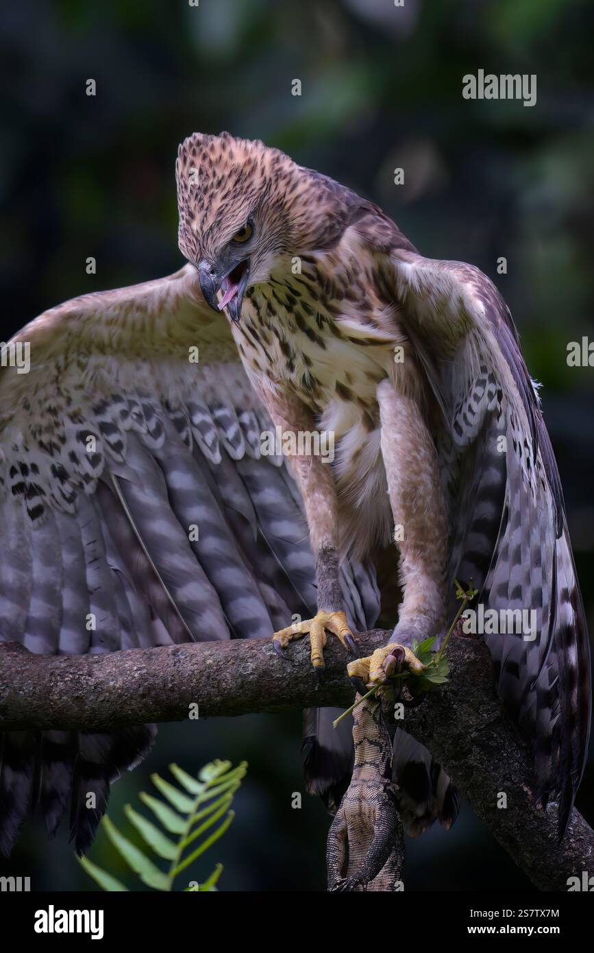 Changeable hawk eagle with a fierce gaze Stock Photo - Alamy