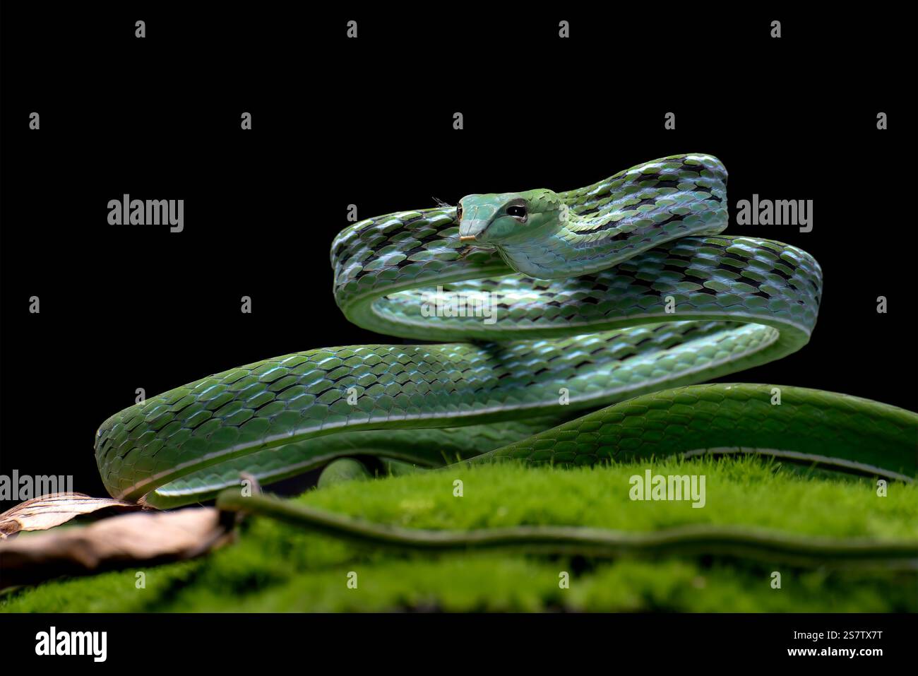 Green vine snake ready to attack Stock Photo - Alamy