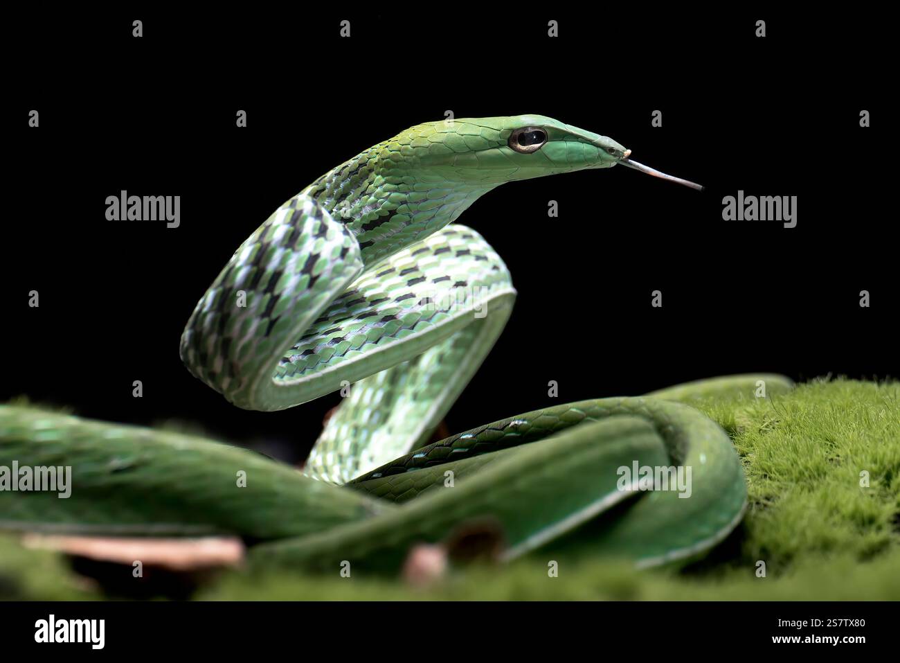 Green vine snake ready to attack Stock Photo - Alamy