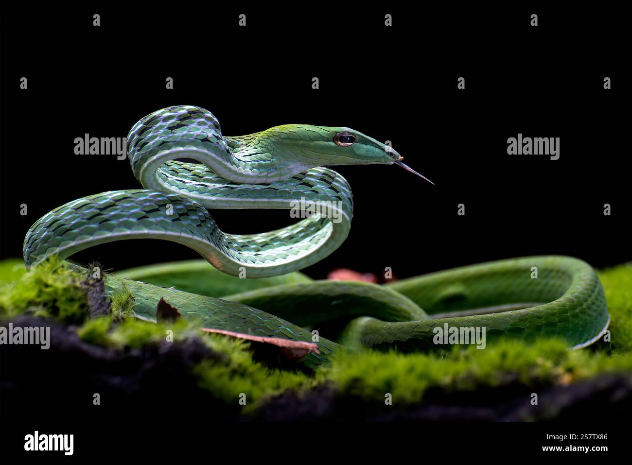 Green vine snake ready to attack Stock Photo - Alamy