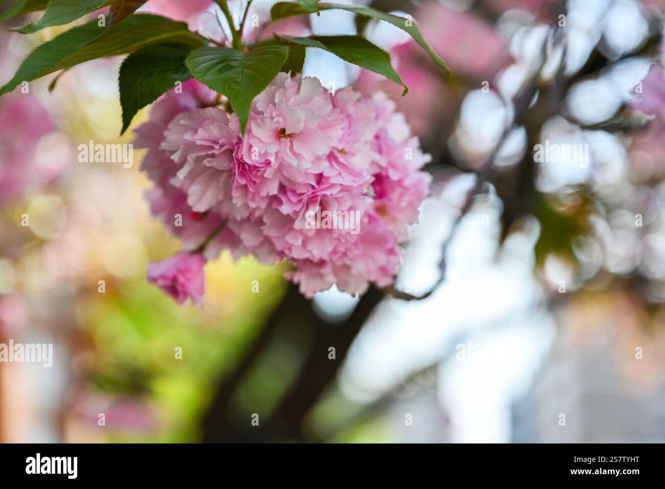 Fresh pink flowers of sakura growing in the garden, natural spring ...