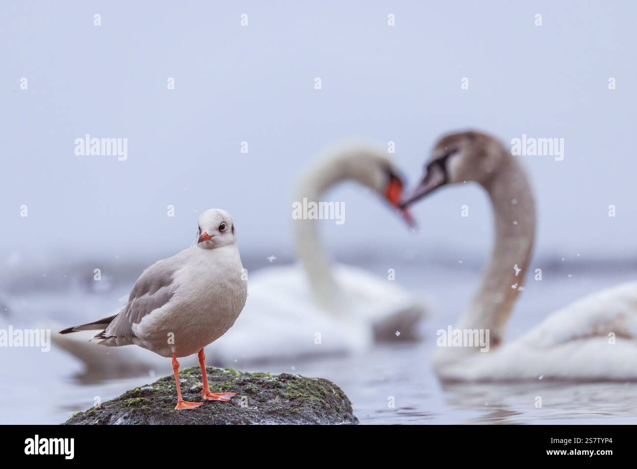 Black headed Seagull on the beach sand during scenic sea sunrise. Gull ...