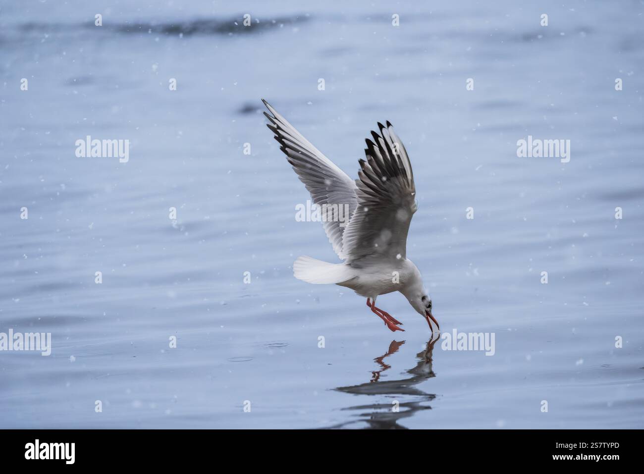 Black headed Seagull on the beach sand during scenic sea sunrise. Gull ...