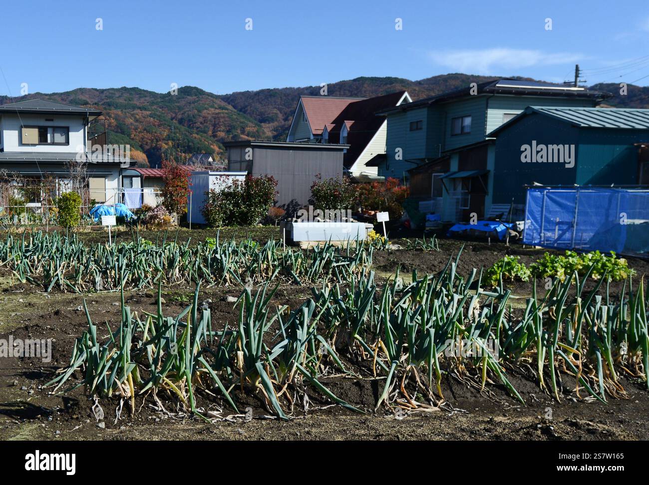 Onion farms in Yamanashi prefecture, Japan Stock Photo - Alamy