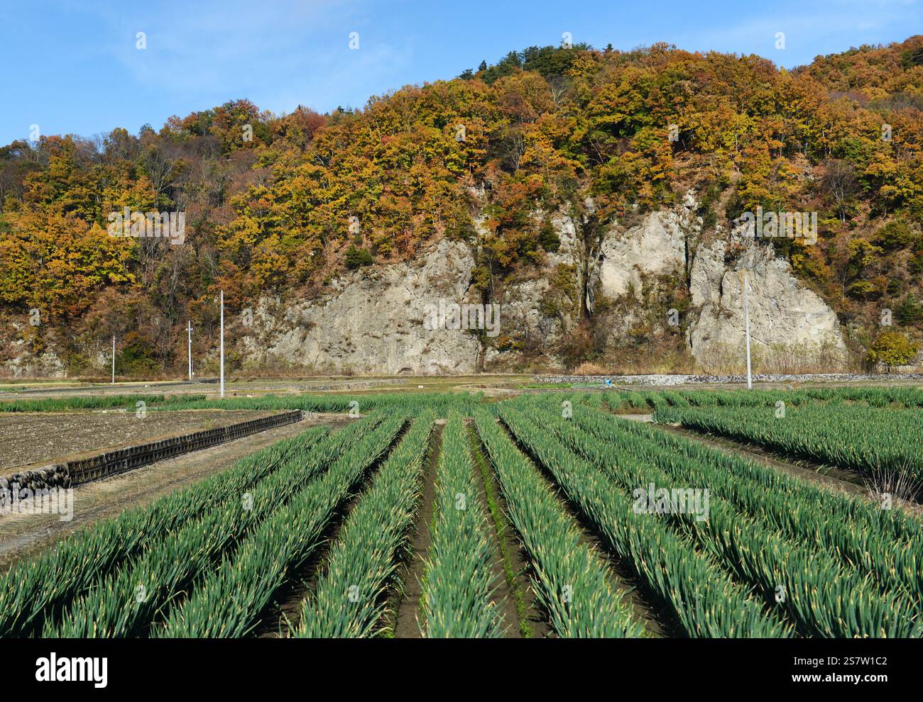 Onion farms in Yamanashi prefecture, Japan Stock Photo - Alamy