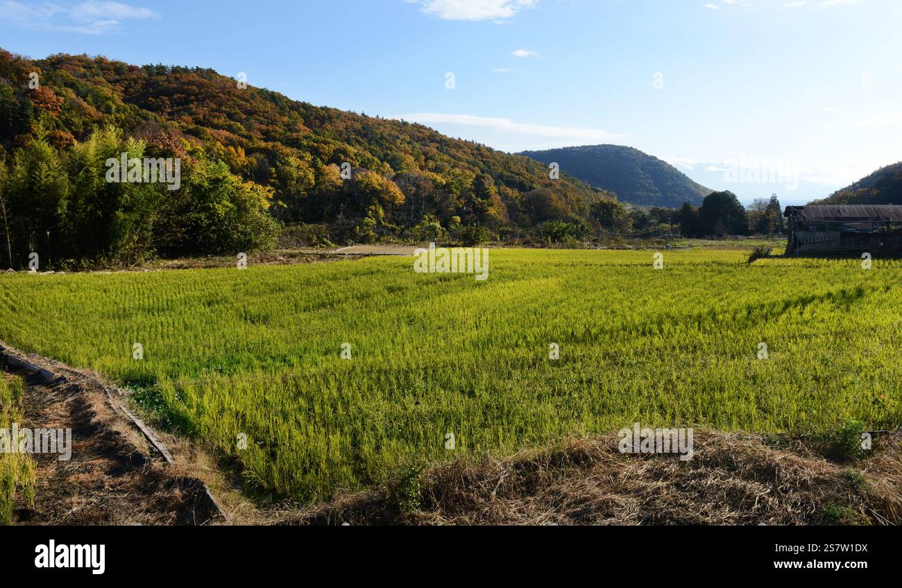 Paddy fields in Yamansahi prefecture, Japan Stock Photo - Alamy