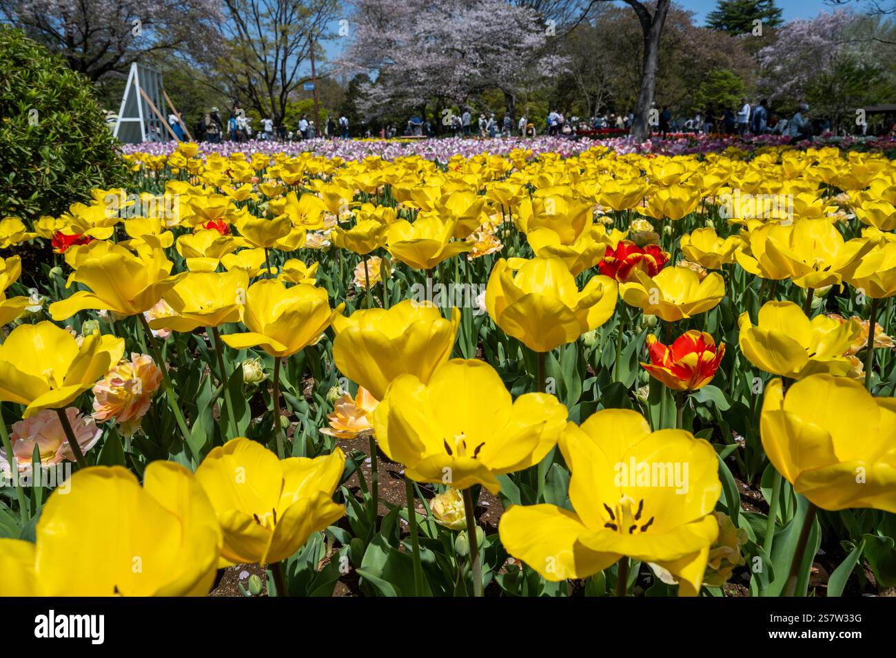 Colorful Tulips far and close ups in Showa Kinen Park at Tokyo, Japan ...