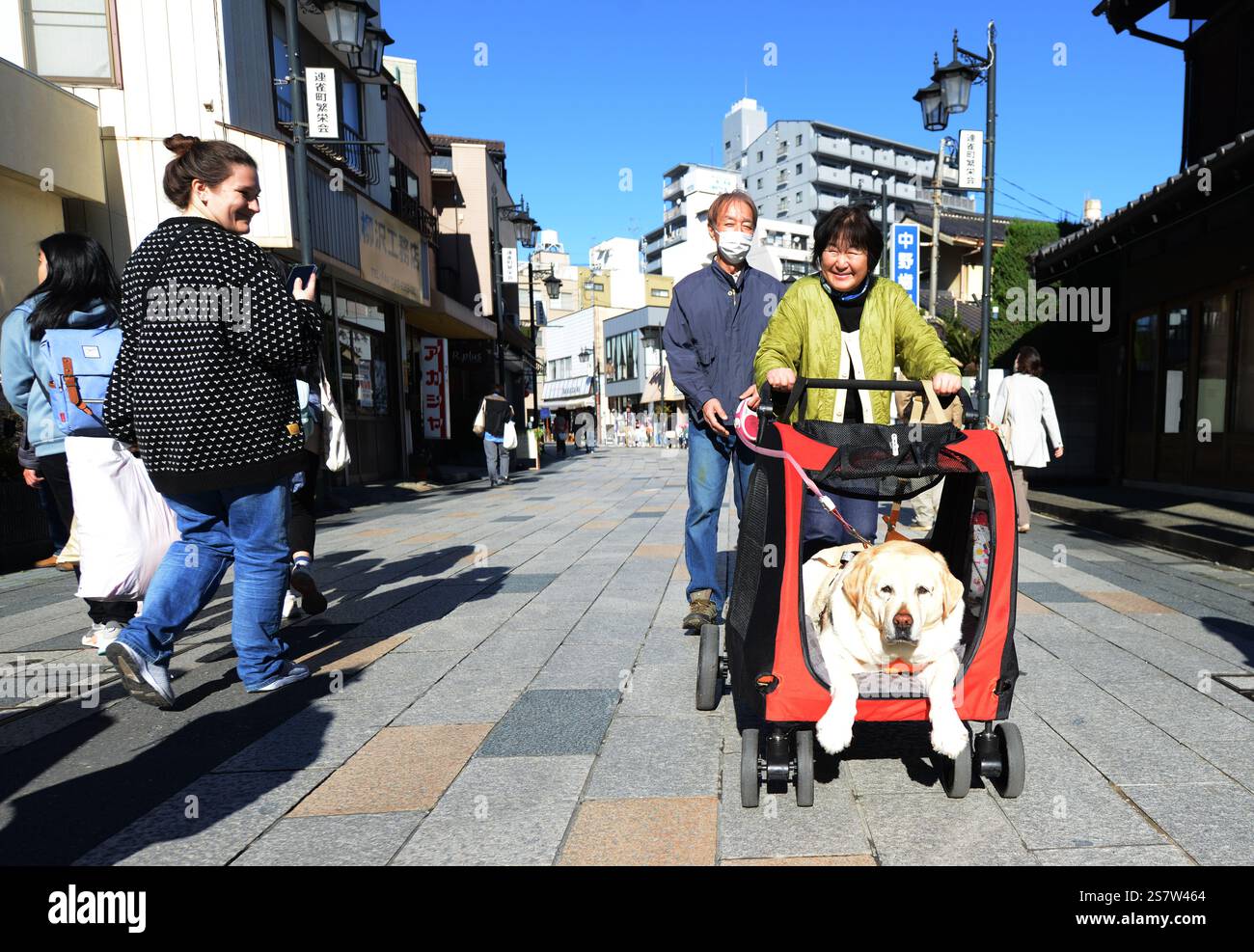 A cute dog enjoying a ride in a trolley. Photo taken in Kawagoe ...