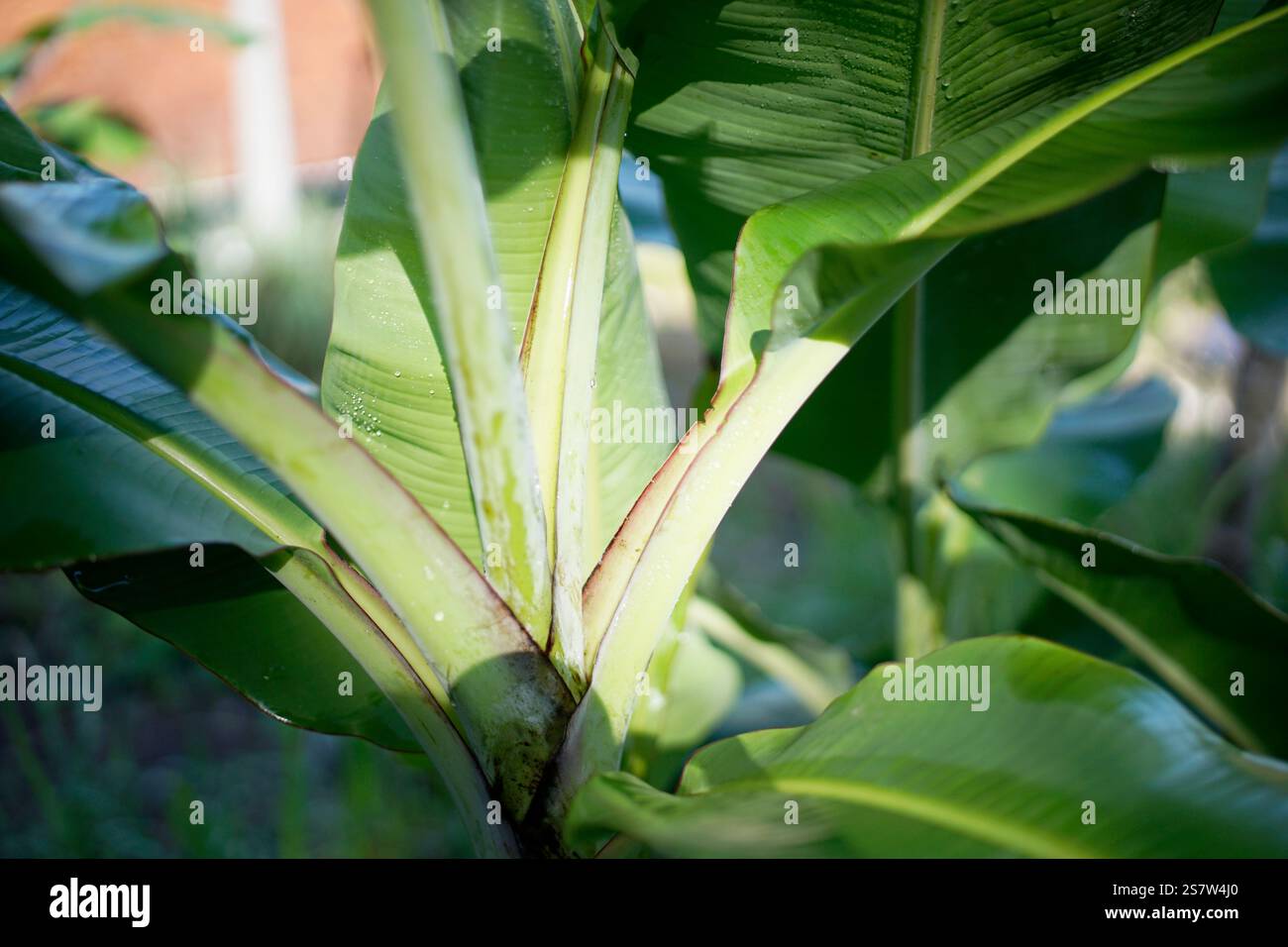 banana tree trunk with bushy leaves Stock Photo - Alamy