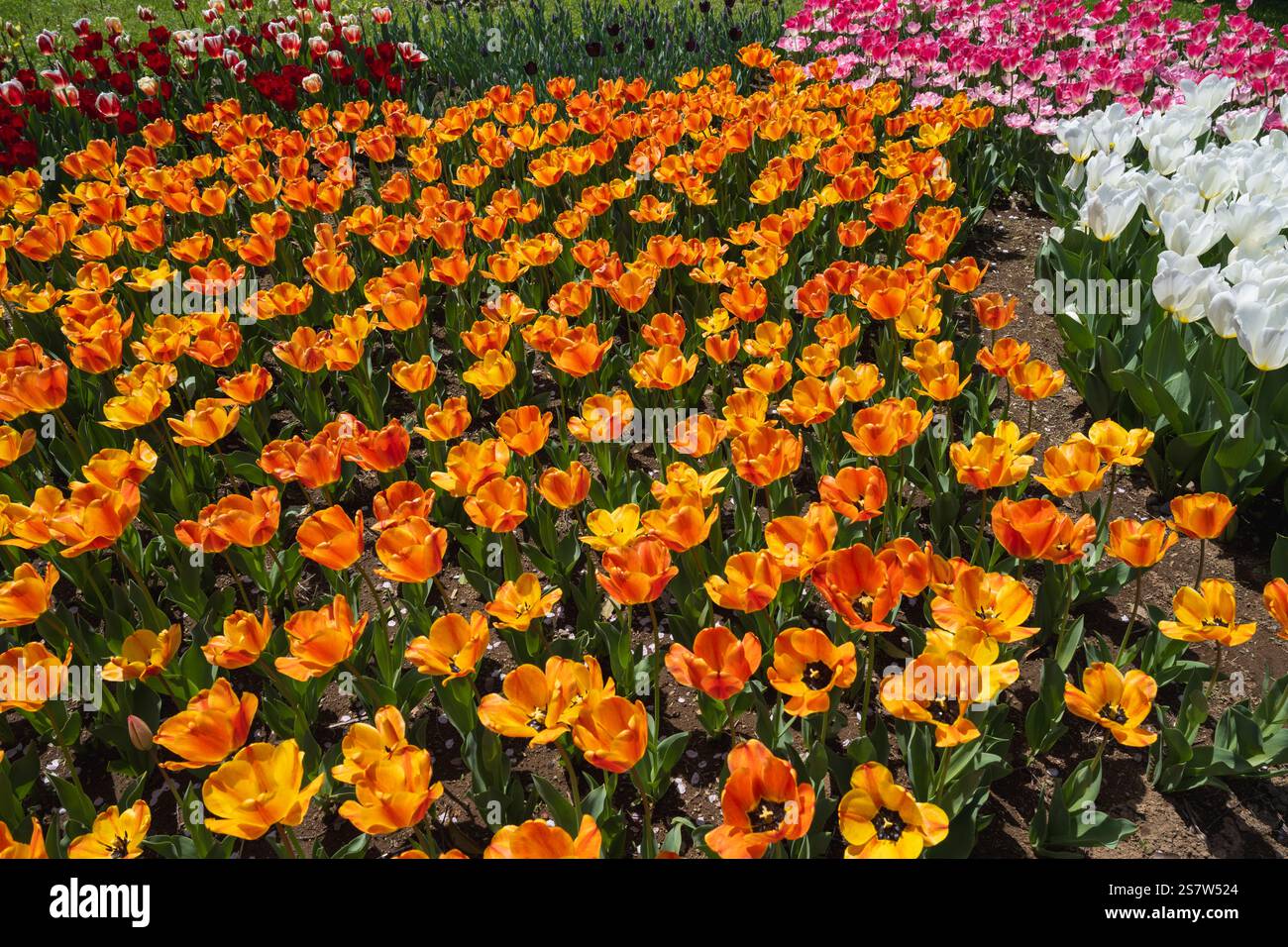 Colorful Tulips far and close ups in Showa Kinen Park at Tokyo, Japan ...