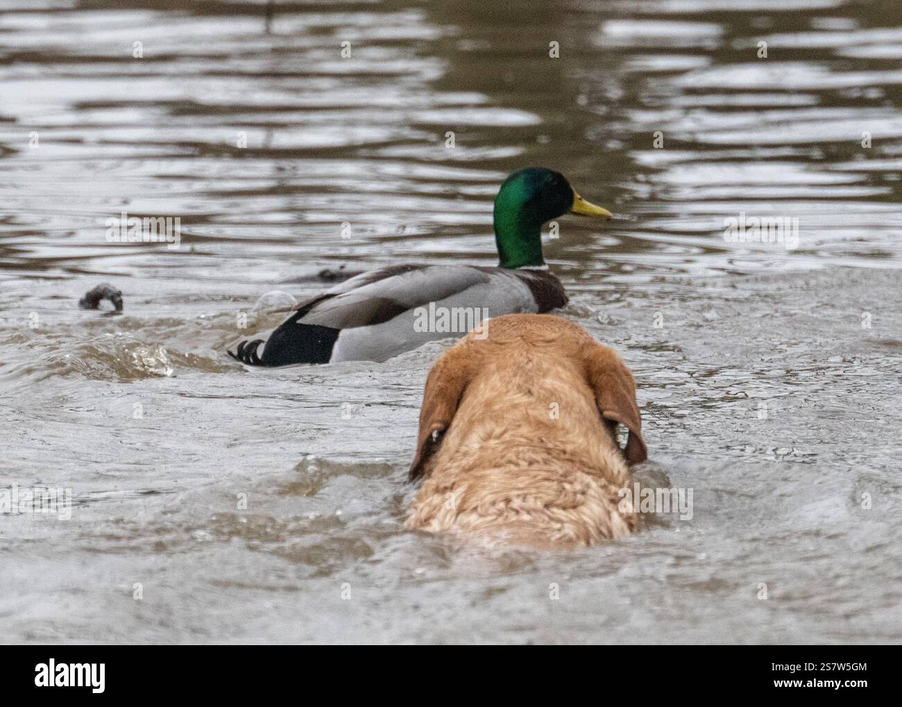Working gundogs on a shoot day Stock Photo - Alamy