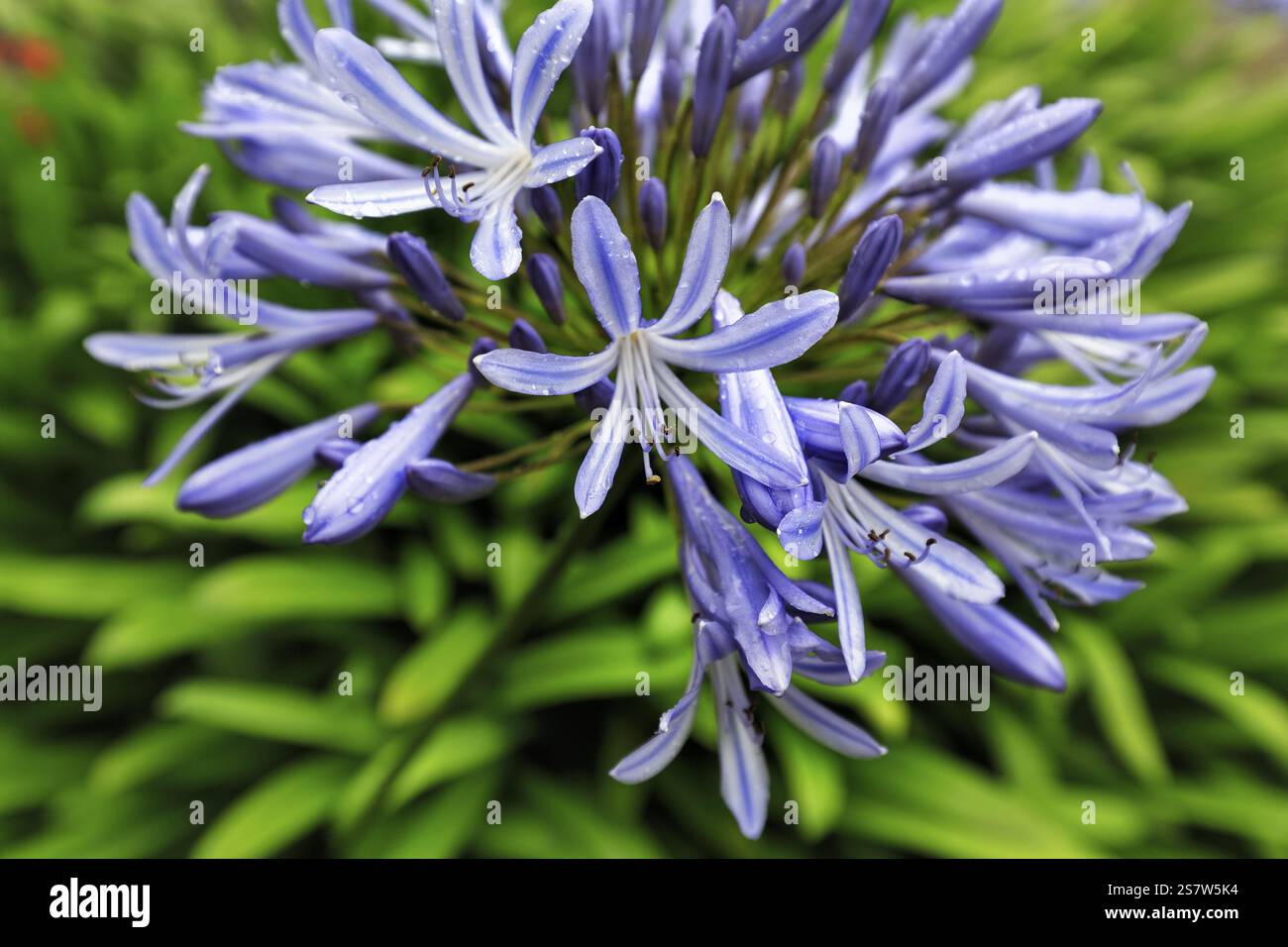 Blue lily (Agapanthus), love flower, close-up, Muckross House & Gardens ...