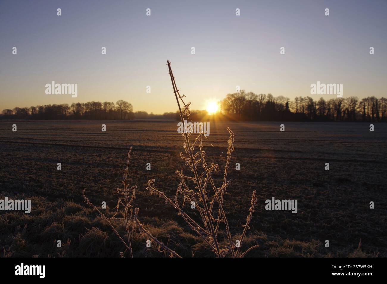 Landscape, Branch, Frozen, Sun, Winter, Mood, A branch is covered with ...