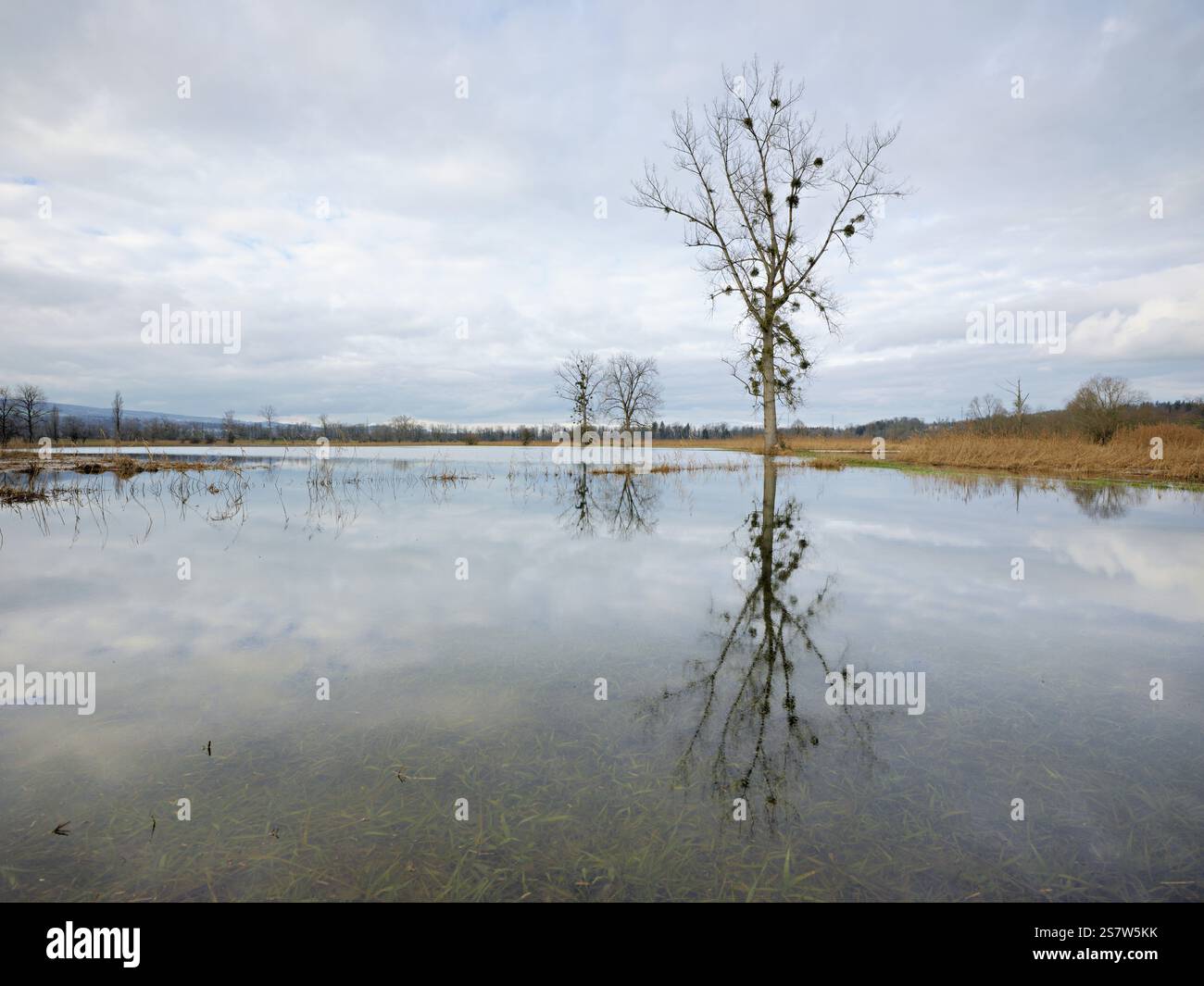 Poplar tree in the flooded nature reserve Reussspitz, Canton Zug ...