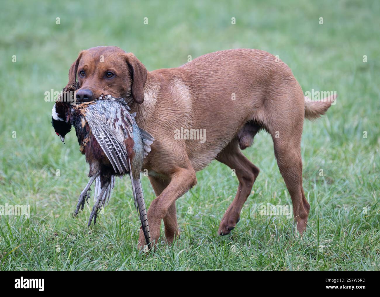 Working gundogs on a shoot day Stock Photo - Alamy