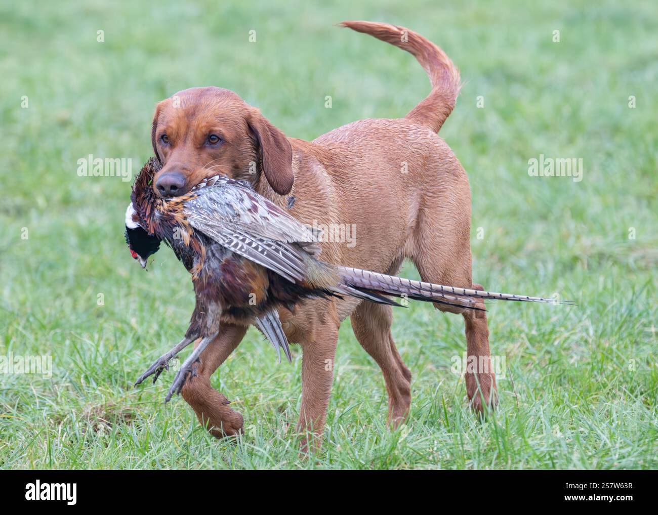 Working gundogs on a shoot day Stock Photo - Alamy