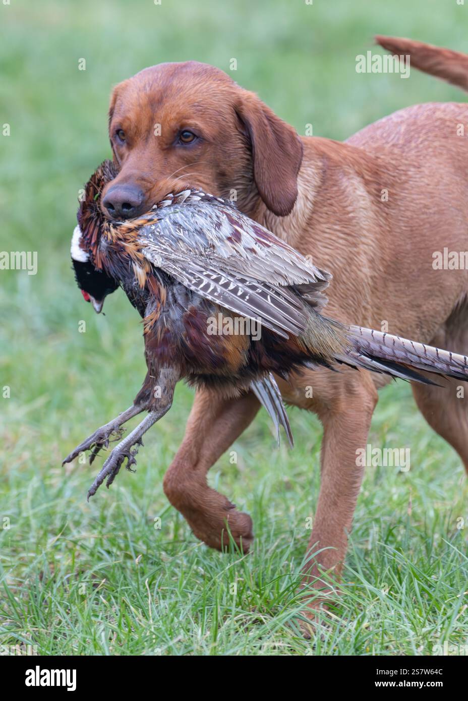 Working gundogs on a shoot day Stock Photo - Alamy