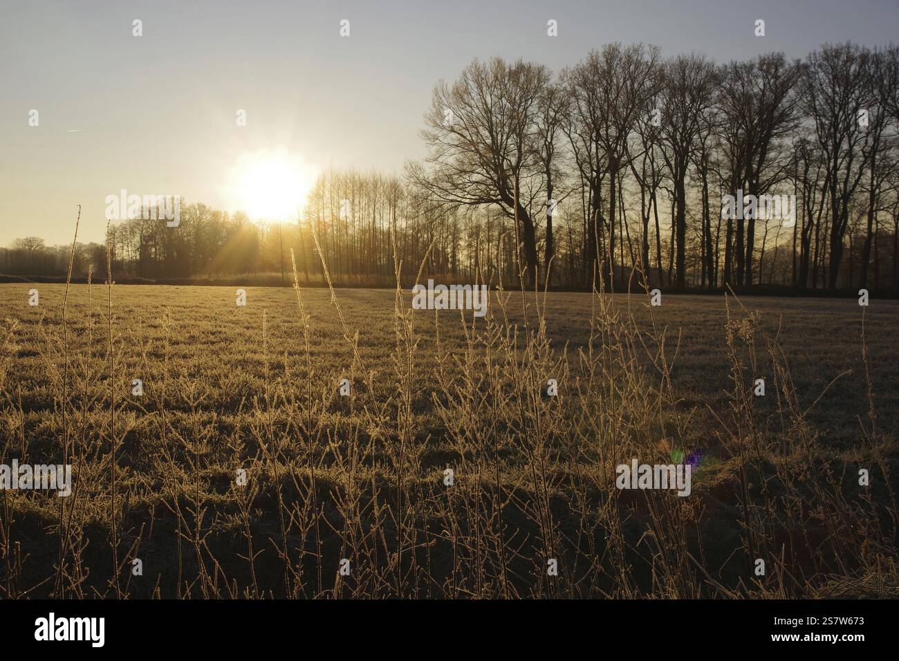 Landscape, Tree, Sun, Winter, Light mood, Grass, Germany, The frost-covered grasses are ...