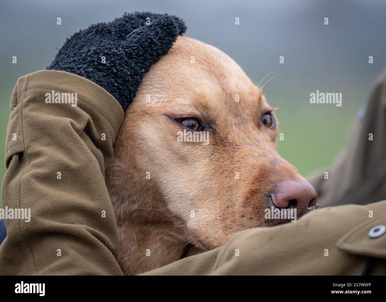 Working gundogs on a shoot day Stock Photo - Alamy