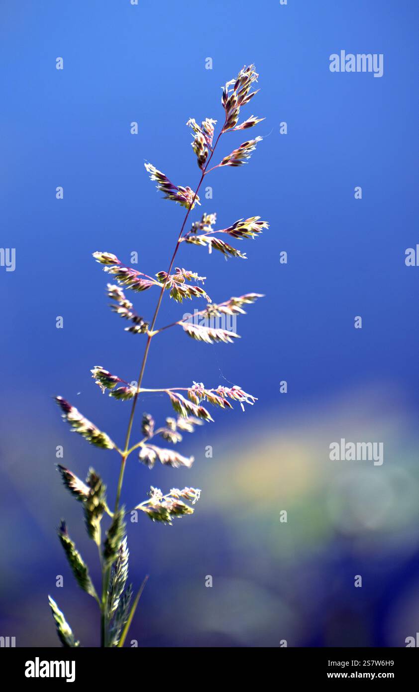 Rough Meadow Grass, Irish wild plant on the blue background, Ireland ...