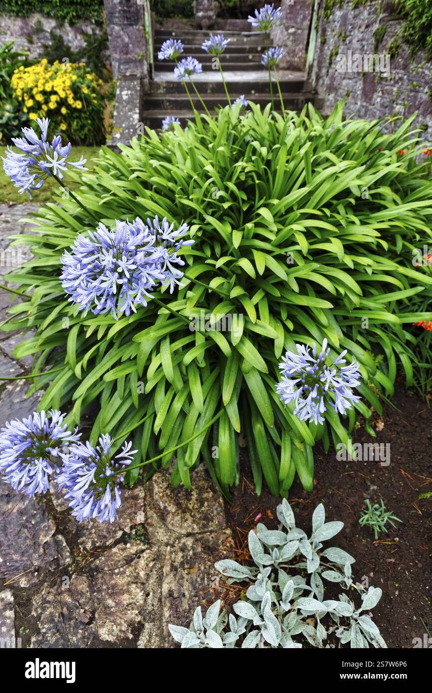 Blue lily (Agapanthus), love flower, potted plant, Muckross House ...