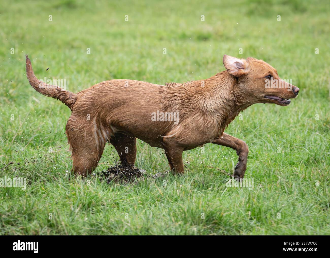 Working gundogs on a shoot day Stock Photo - Alamy