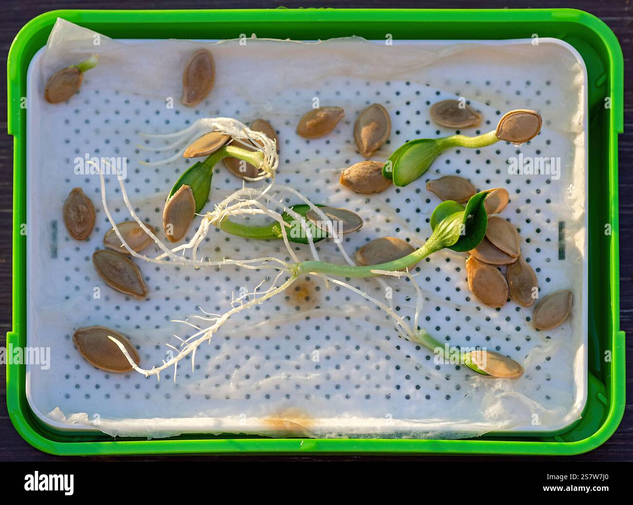 Cucumber planting container hi-res stock photography and images - Alamy
