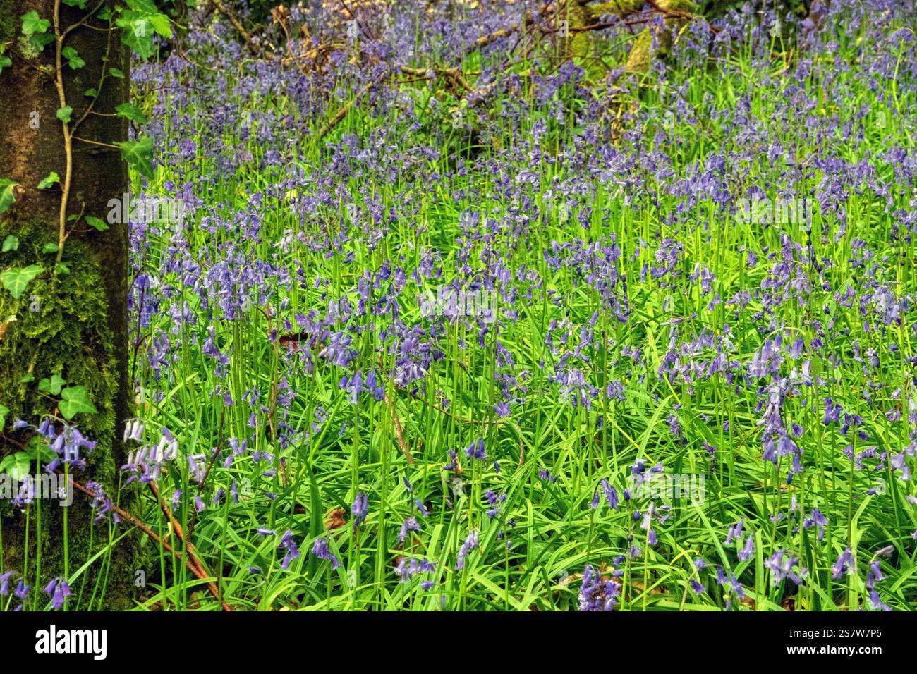 Spring time with blue bell flowers blossom in the Rossmore Forest park ...