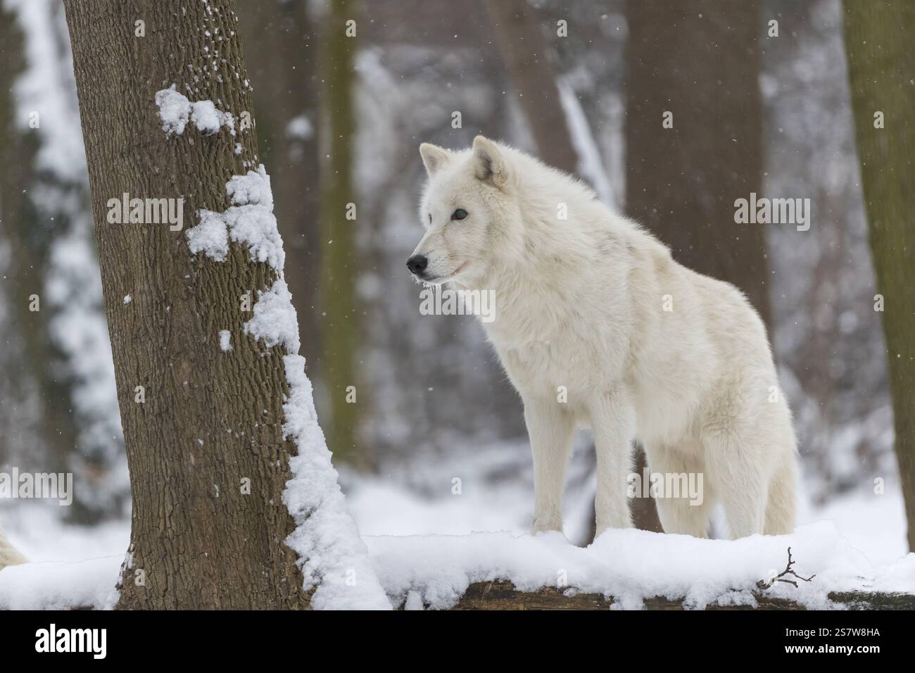 Melville Island wolf (Arctic wolf) standing in snow covered forest ...