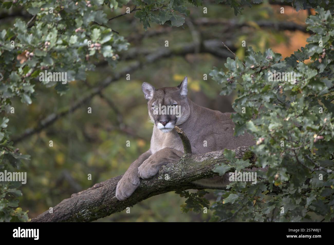 One adult cougar, Puma concolor, resting on a big branch high up in an ...