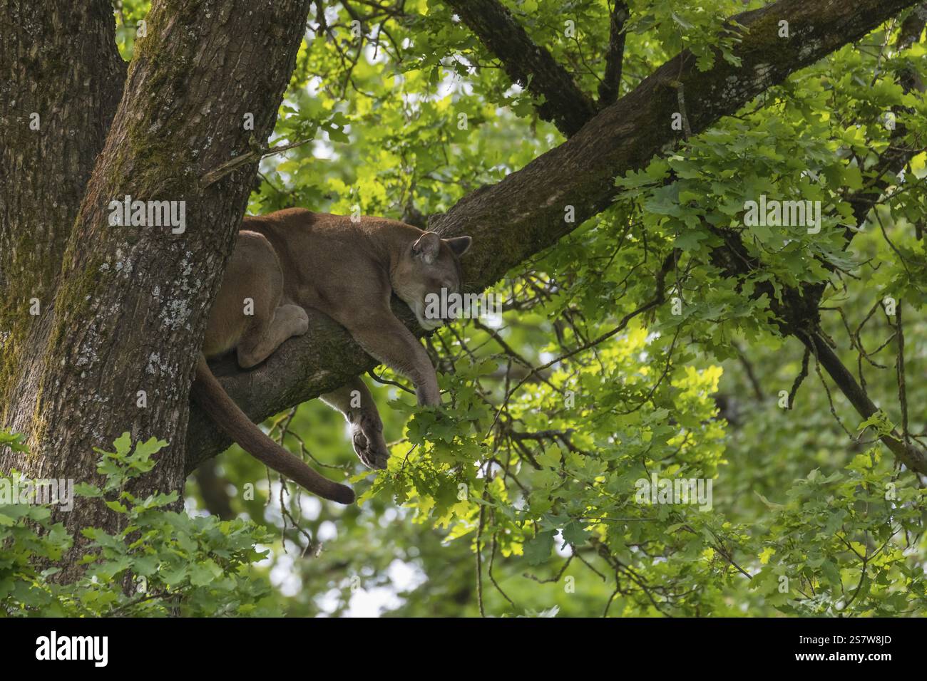 One male cougar, Puma concolor, resting on a big branch high up in an ...