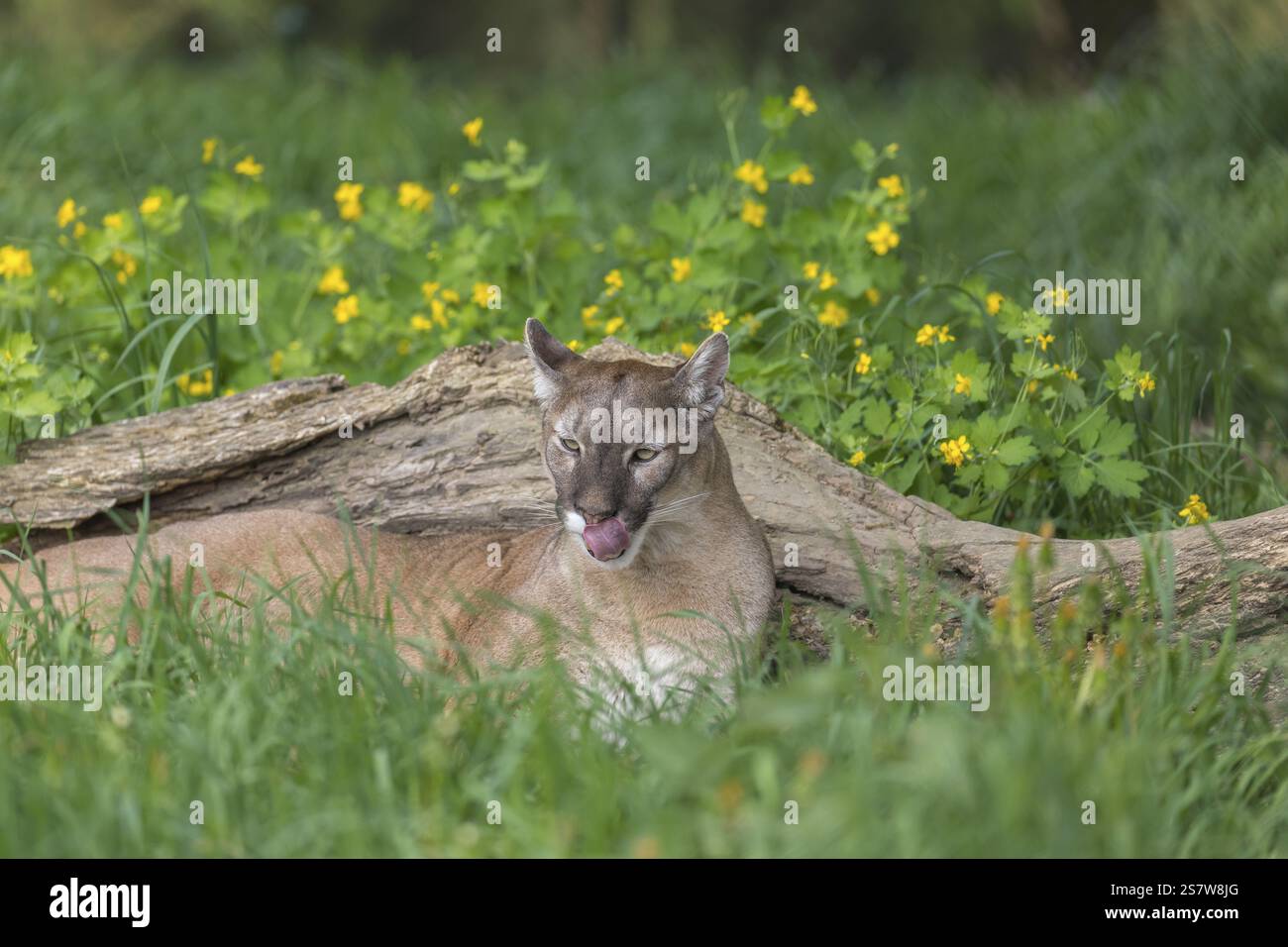 One male cougar, Puma concolor, resting in front of a log and yellow ...