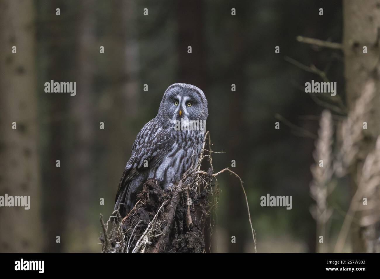 One great grey owl (Strix nebulosa) sitting on the root of a fallen ...