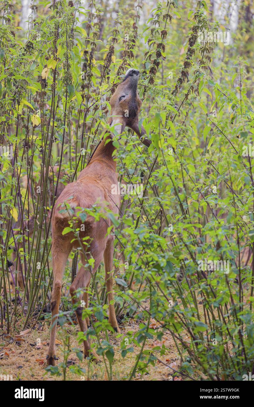 A female roe deer (Capreolus capreolus) stands in a nettle thicket and eats the leaves Stock ...