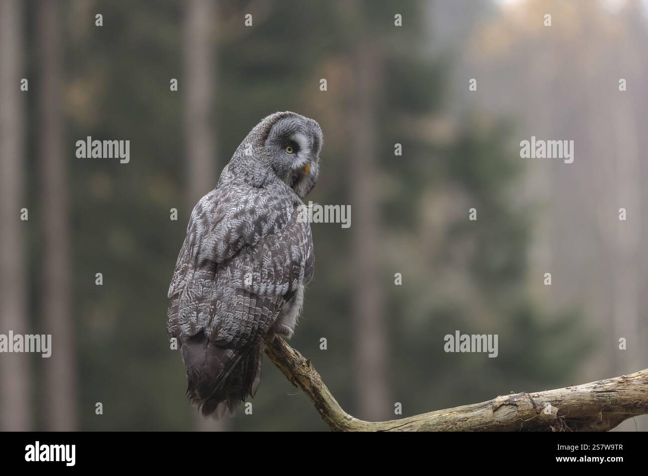 One great grey owl (Strix nebulosa) sitting on the root of a fallen ...