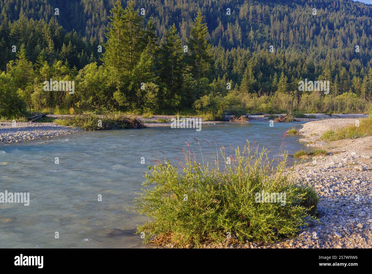 Isar valley nature conservancy area. The wild Isar river flows through ...