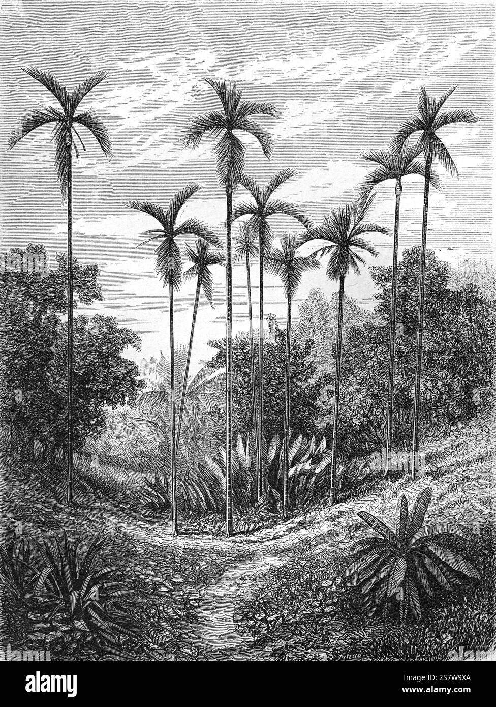 Aeca catechu, aka Areca Palp, Areca Nut Palp, Betel Palm, Betel Nut ...