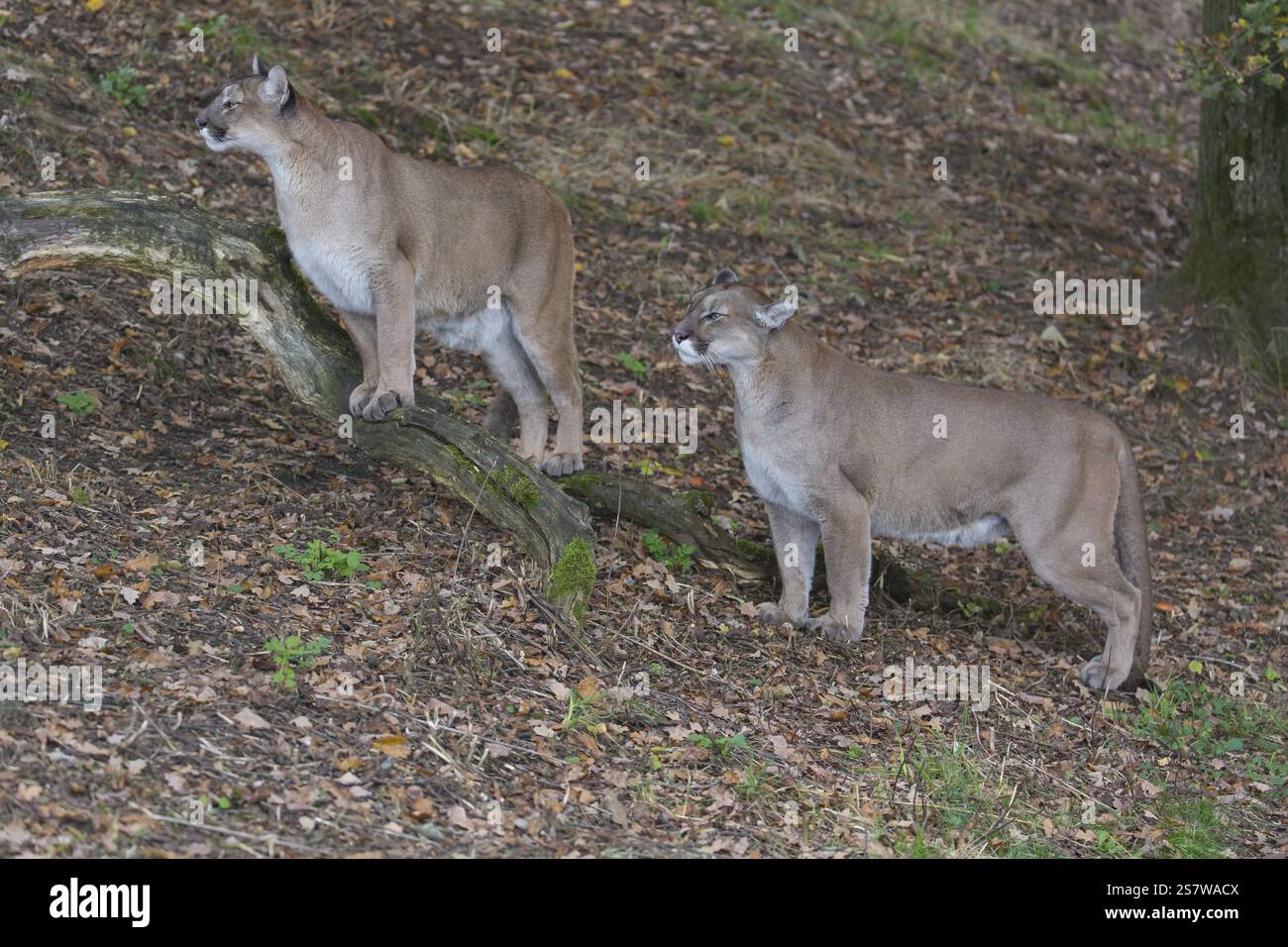 Adult cougar couple, Puma concolor, standing in a forest opening Stock ...