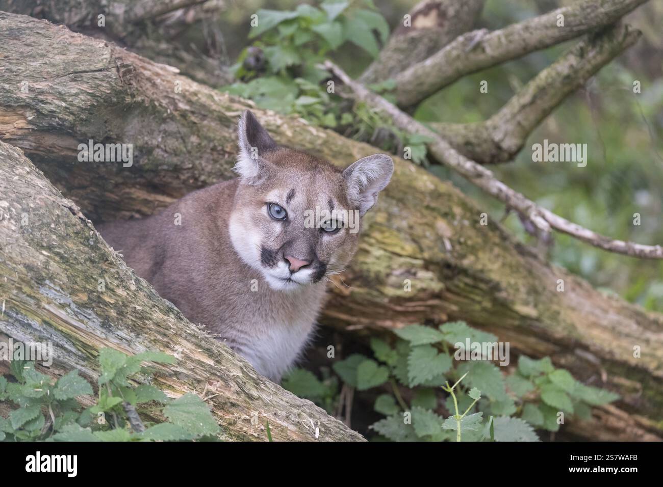 One young adult female cougar, Puma concolor, portrait between the ...
