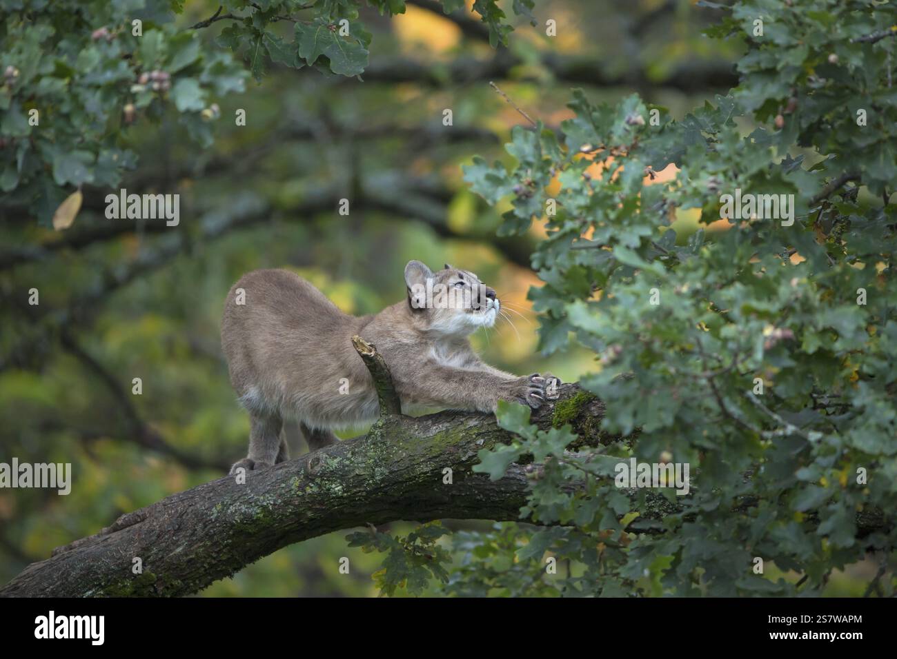One young cougar, Puma concolor, standing and stretching himself on a ...