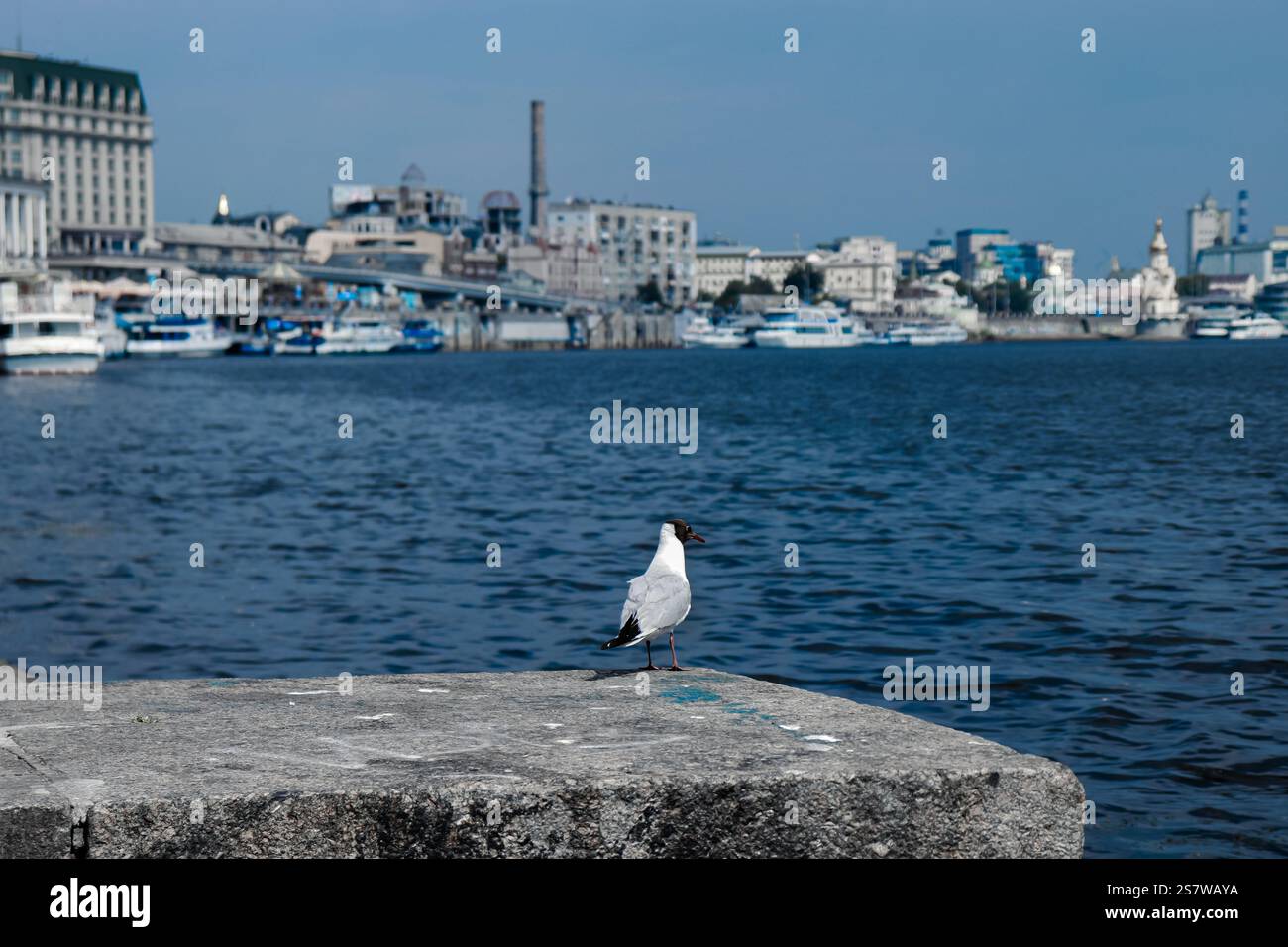 Seagull on riverfront hi-res stock photography and images - Alamy