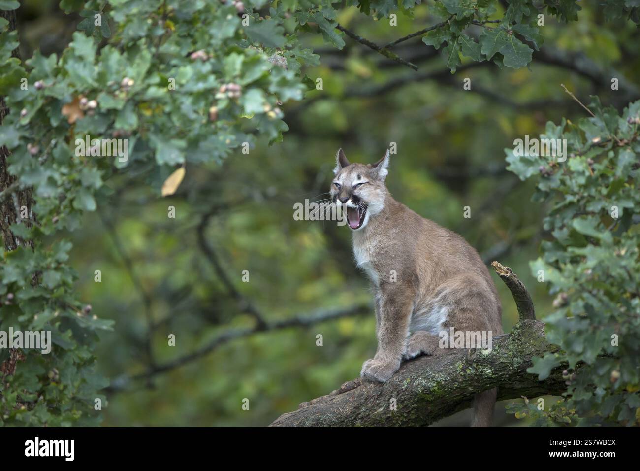One young cougar, Puma concolor, sitting on a big branch high up in an ...
