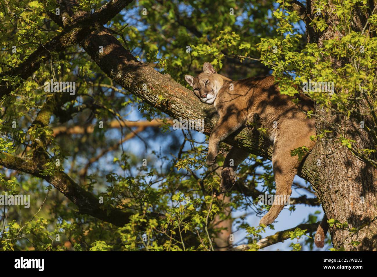 One adult cougar, Puma concolor, rests on a big branch high up in an ...